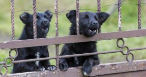 Hundegebell: Ruhestörung? Lärmbelästigung? Was ist erlaubt?