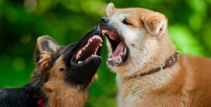 Hundegebell: Ruhestörung? Lärmbelästigung? Was ist erlaubt?